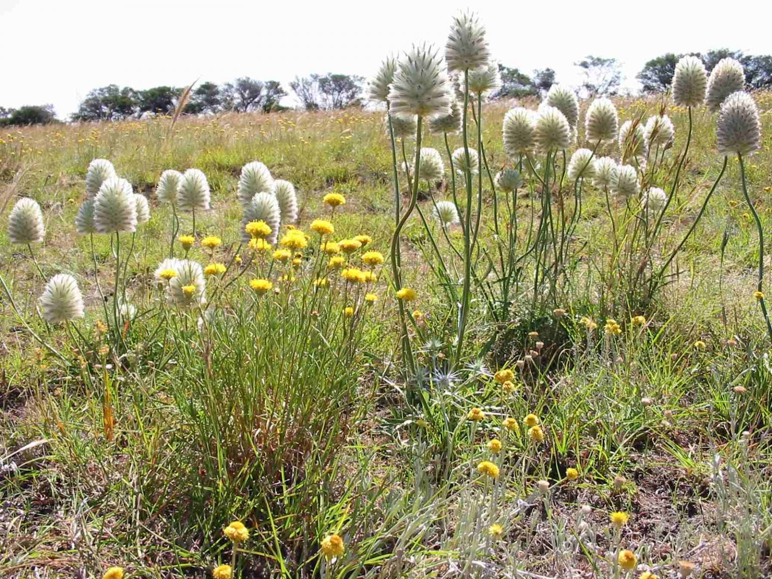 Native Vegetation and Habitats | Corangamite Regional Catchment Strategy