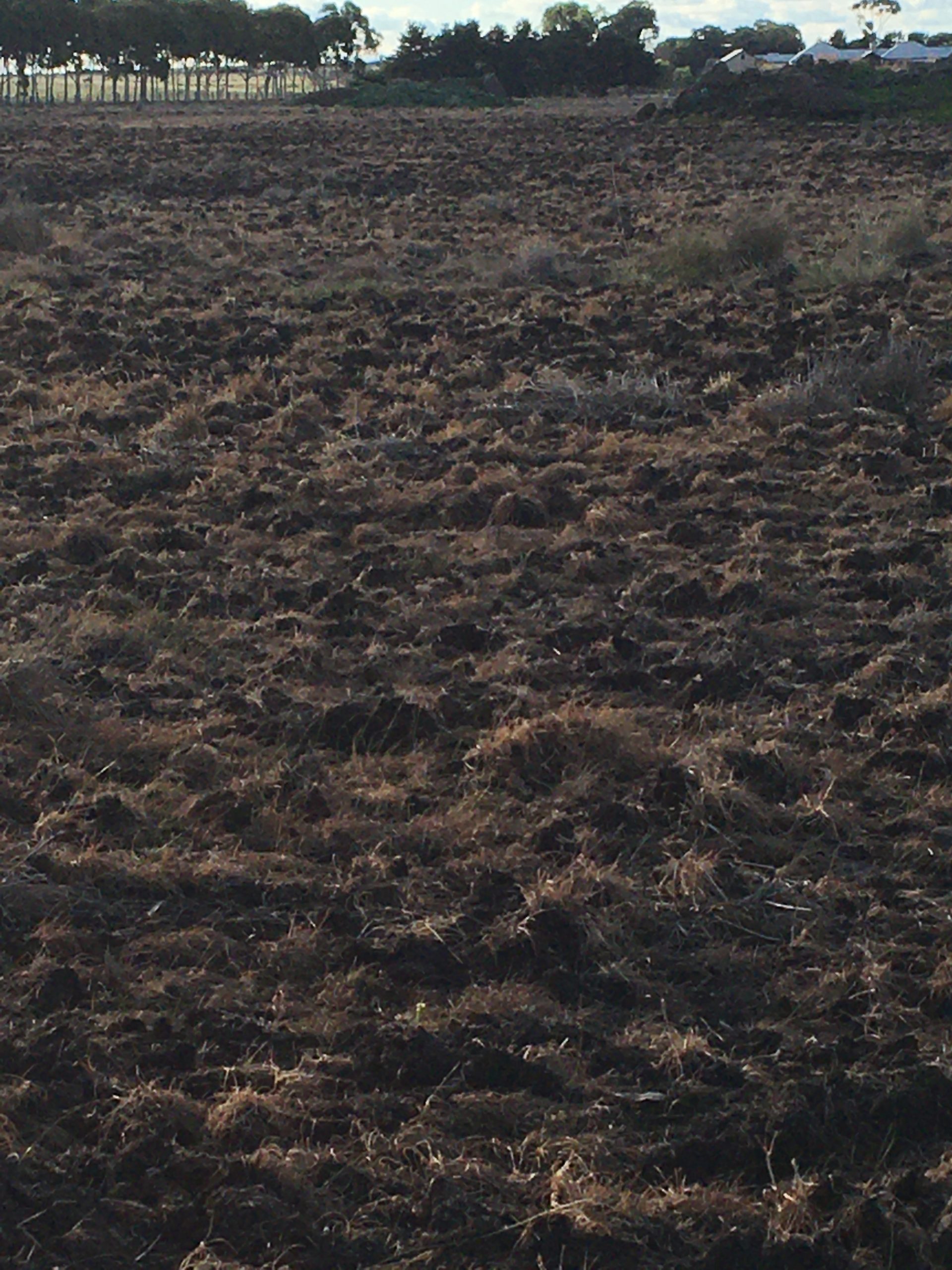 Basalt Plains | Corangamite Regional Catchment Strategy